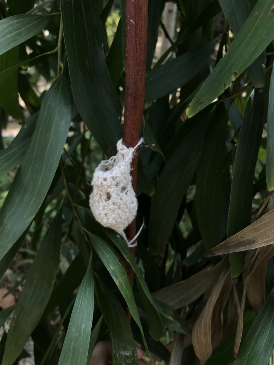 Cotton Cocoons - Dinacon 2022